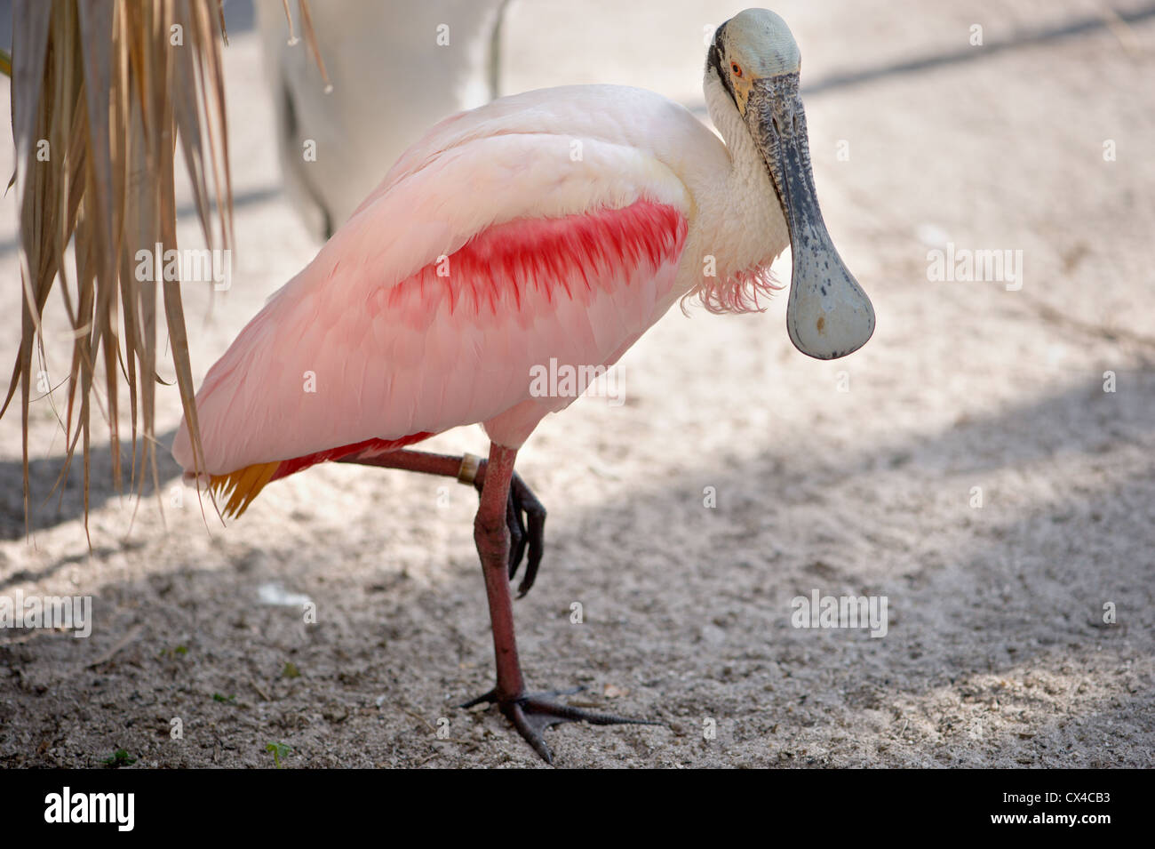 Pink Roseate spoonbill ( Platalea ajaja) bird standing on one leg Stock ...