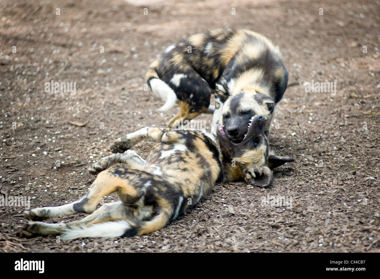 Two spotted wild dogs playfully assert dominance Stock Photo - Alamy