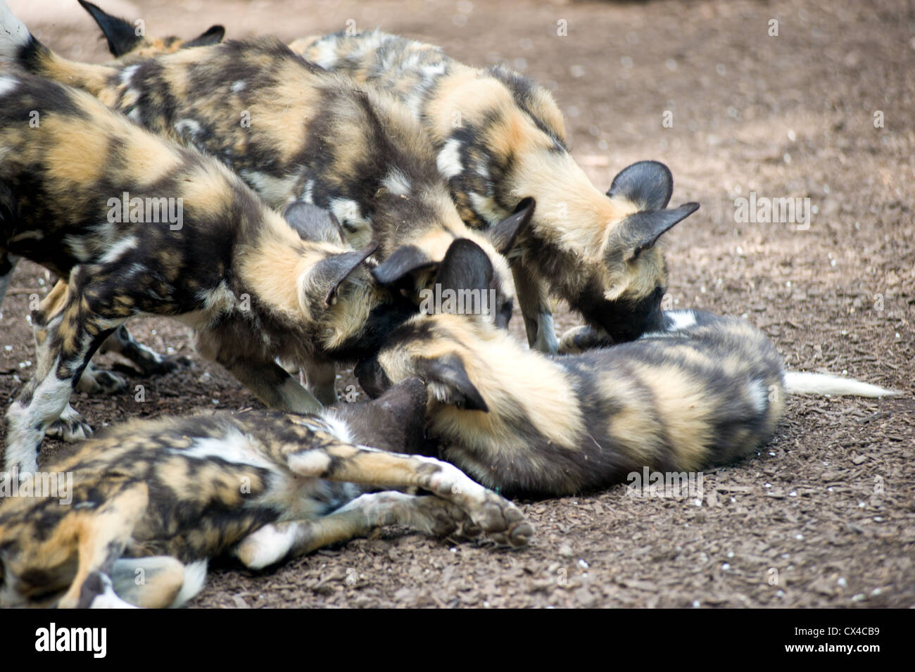 A pack of spotted wild dogs playing Stock Photo - Alamy