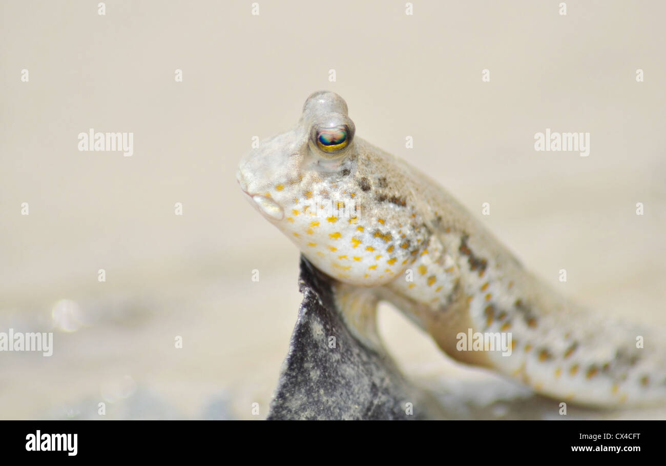 A Portrait of a Mud Skipper Stock Photo - Alamy