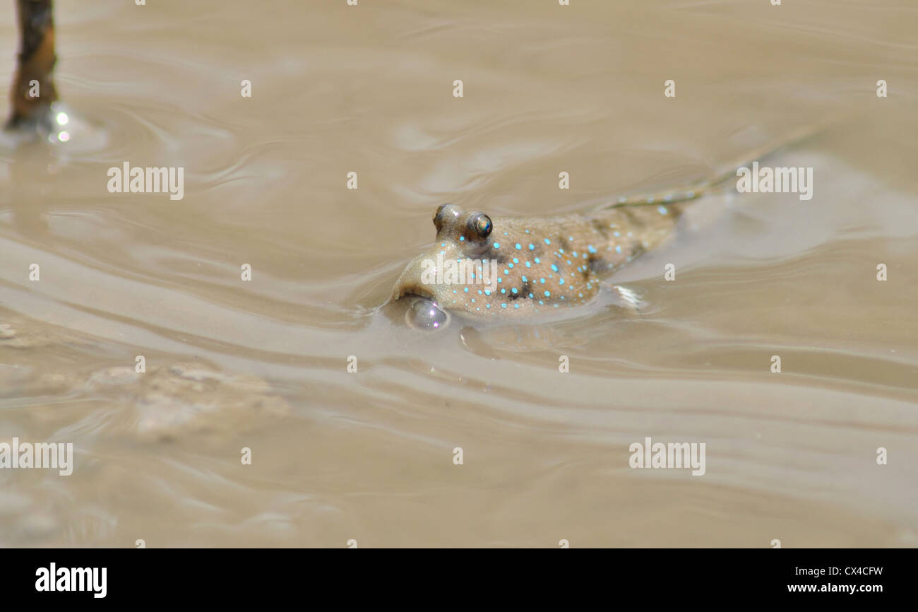 A Swimming Mud Skipper Stock Photo - Alamy