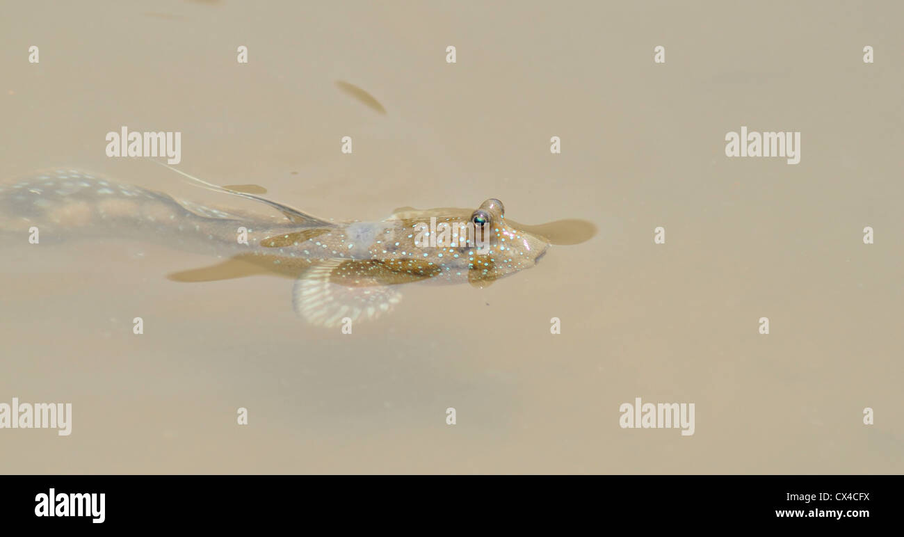 A Swimming Mud Skipper Stock Photo - Alamy