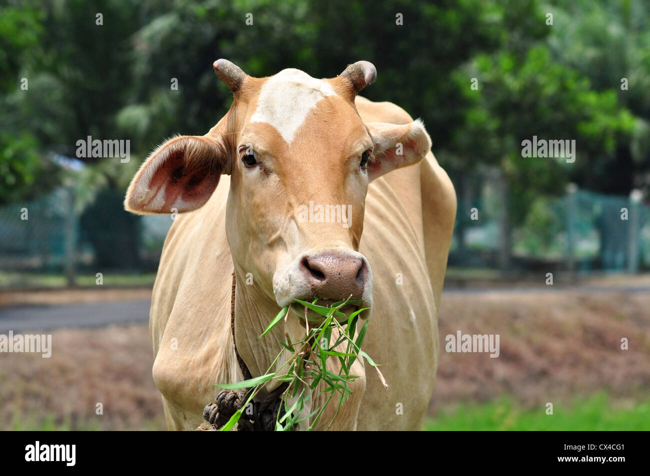 Cow having lunch hi-res stock photography and images - Alamy