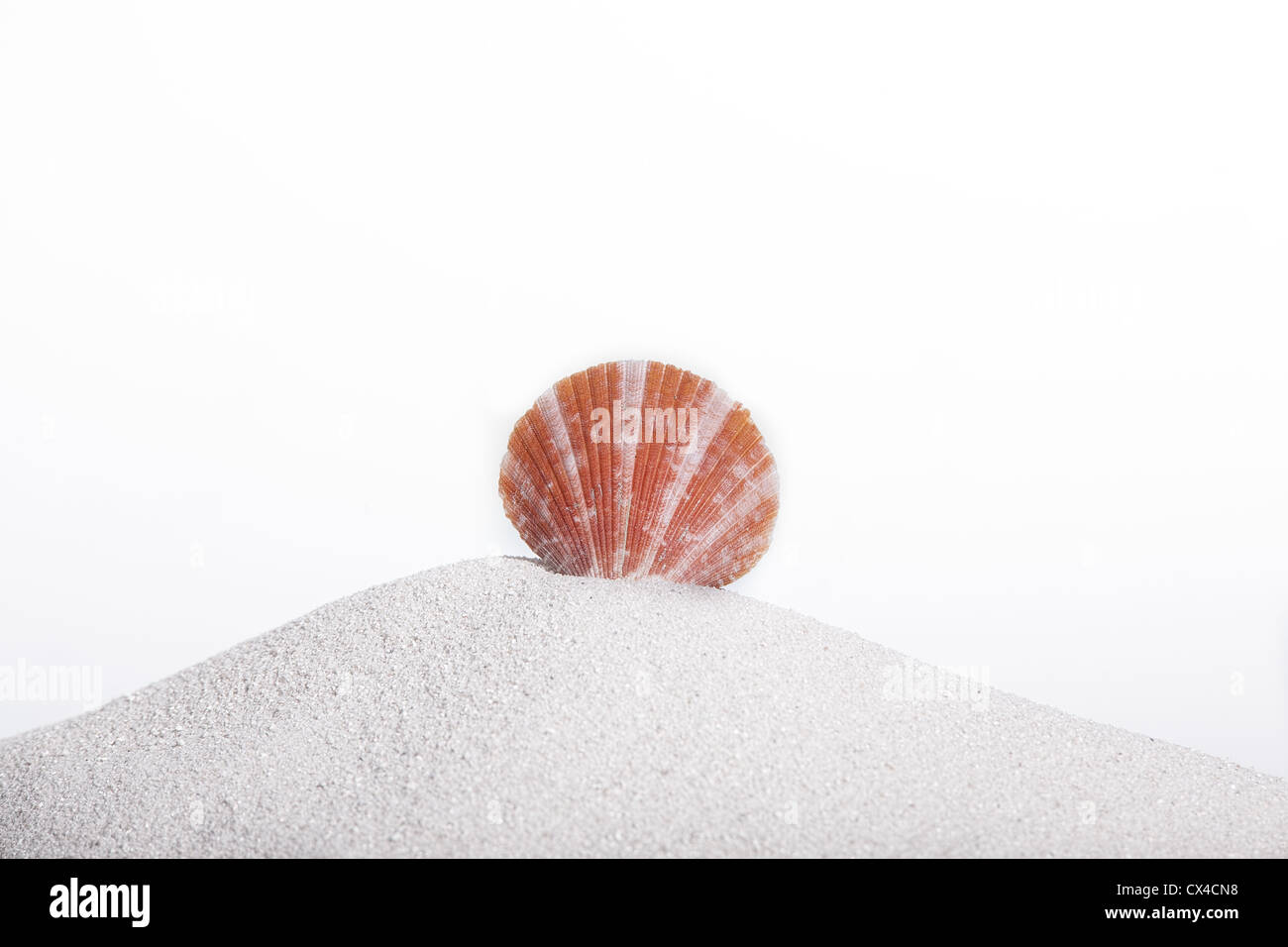 Seashell on a sand hill Stock Photo - Alamy
