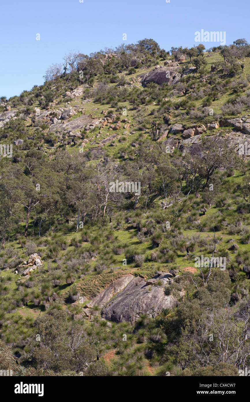 Western Australian Bush High Resolution Stock Photography and Images ...