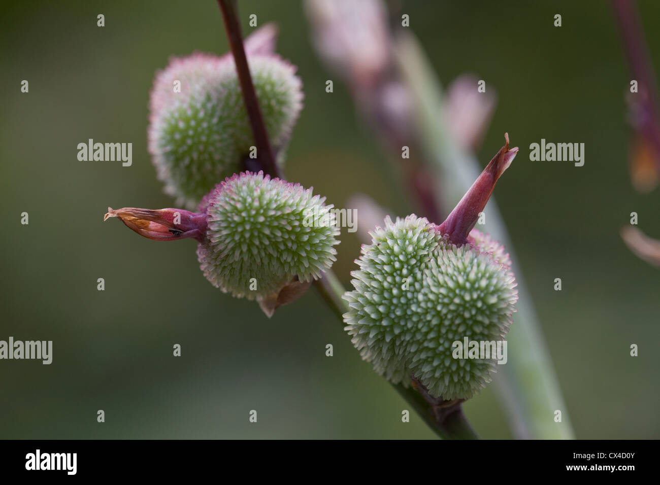 African arrowroot hi-res stock photography and images - Alamy