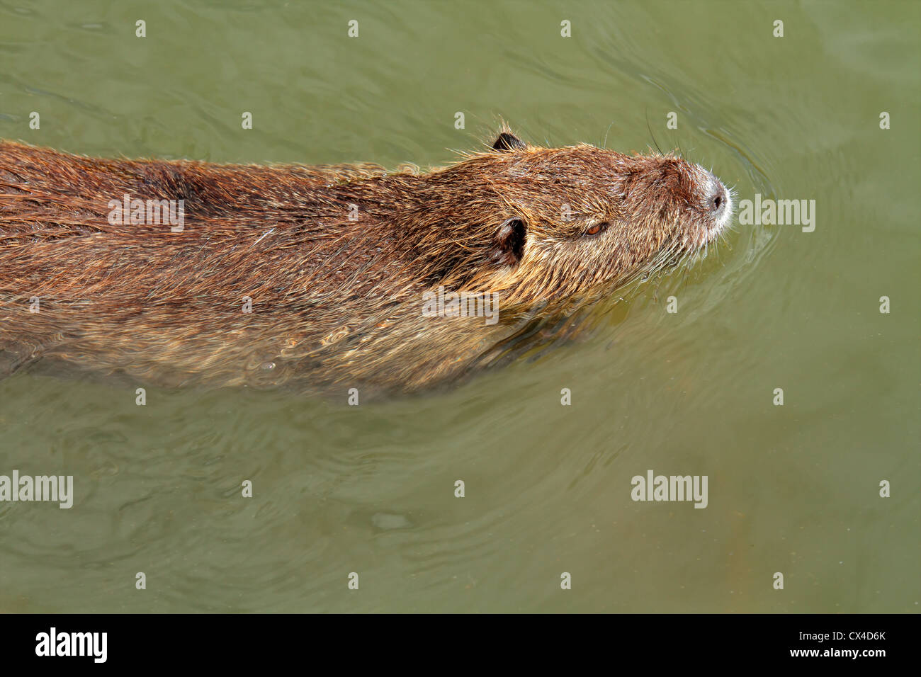 Coipo nutria myocastor coypus swimming hi-res stock photography and ...