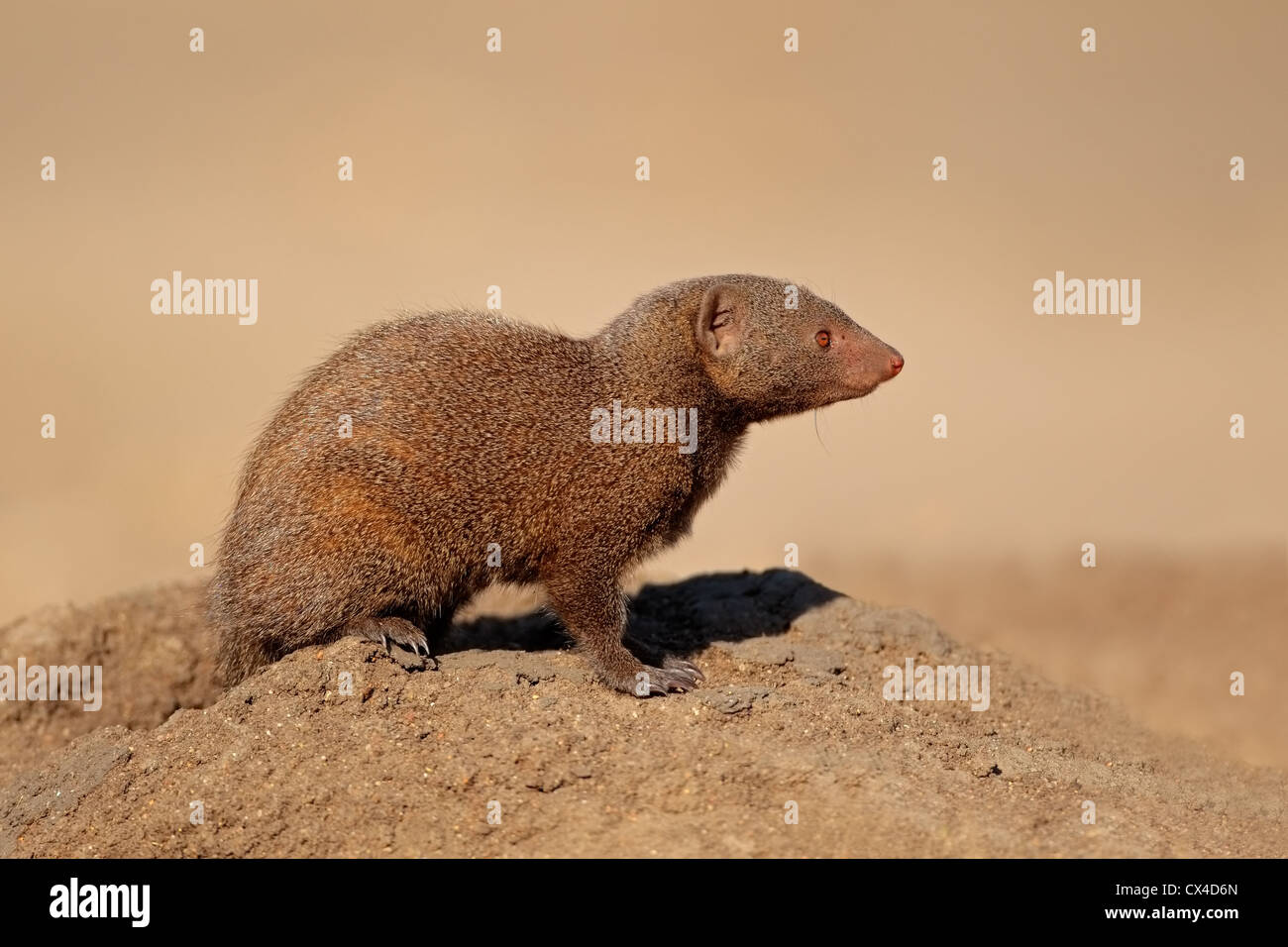 South african mongoose hi-res stock photography and images - Alamy