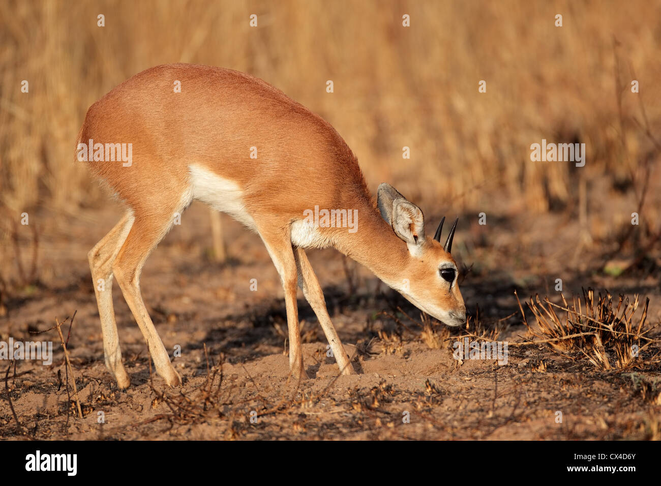 Steenbuck