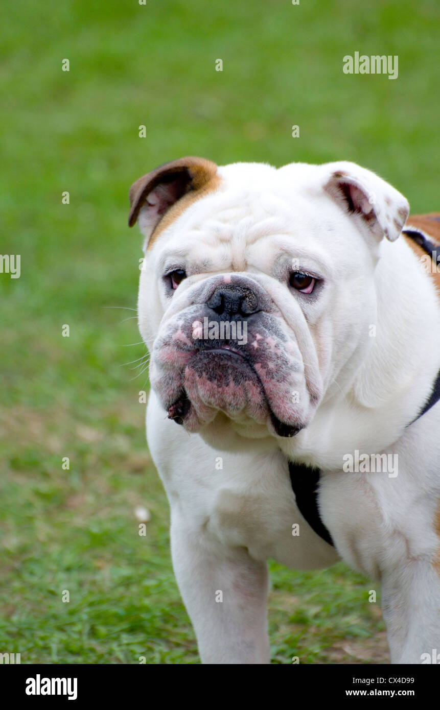 Portrait of an English Bulldog Stock Photo - Alamy