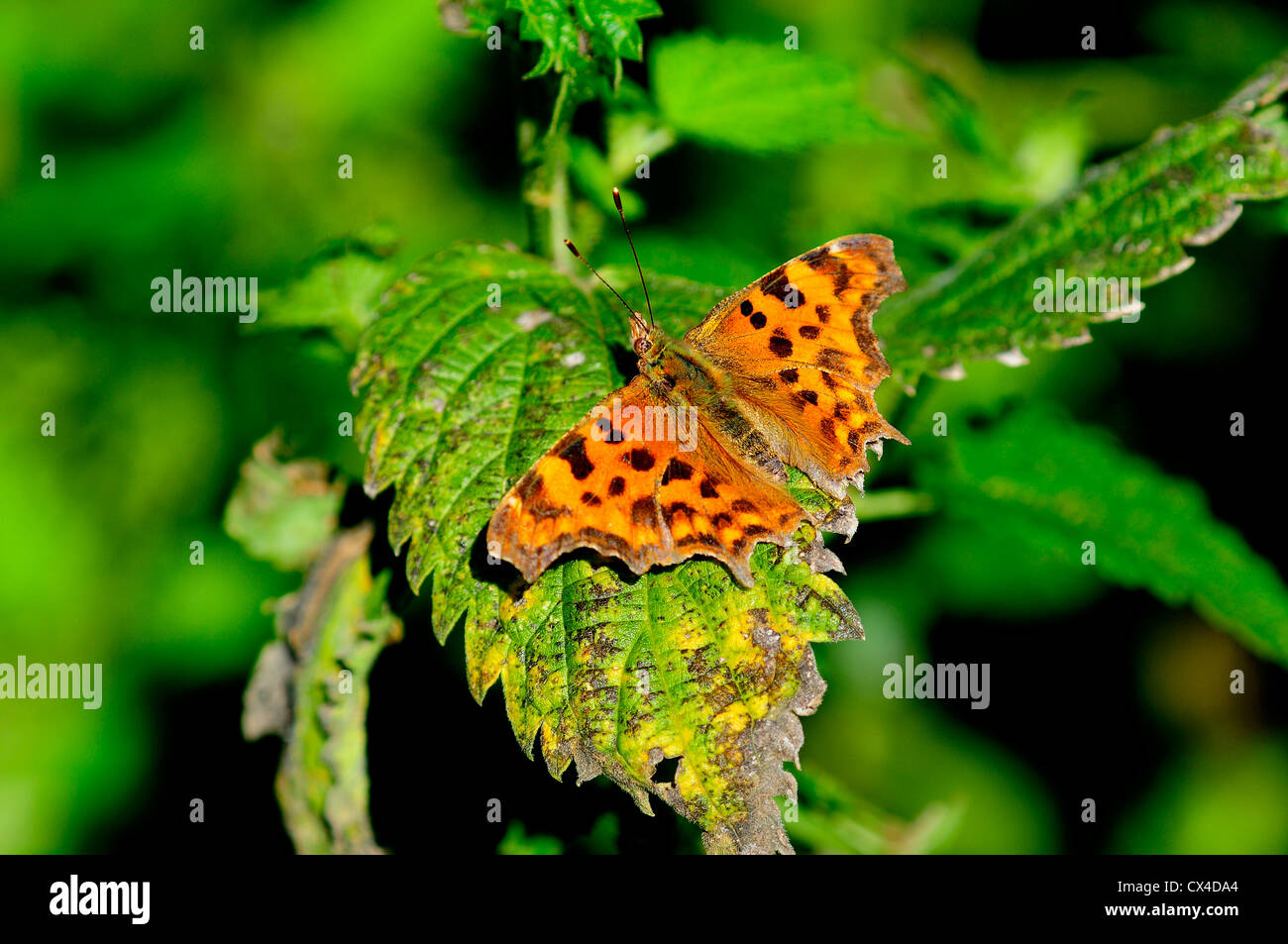 Nettle butterfly hi-res stock photography and images - Alamy