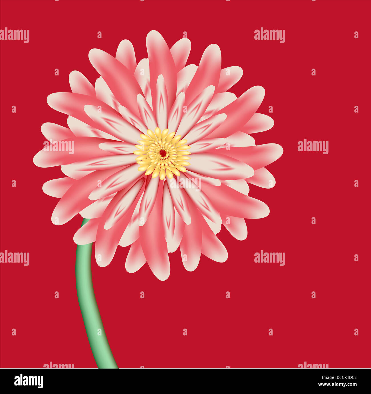 Excellent pink flower is aster against the red background Stock Photo ...