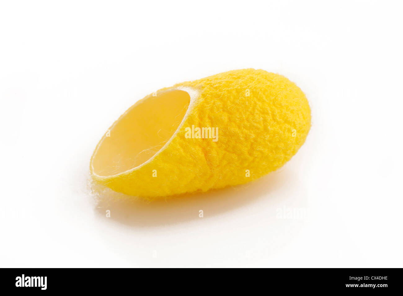 Yellow cocoon Cut Out Stock Images & Pictures - Alamy