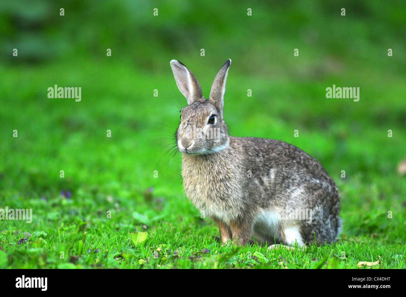 RABBIT Oryctolagus cuniculus Stock Photo - Alamy
