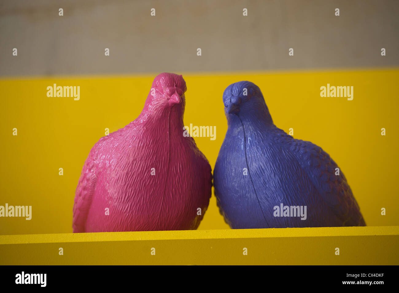 Liverpool pigeons hi-res stock photography and images - Alamy
