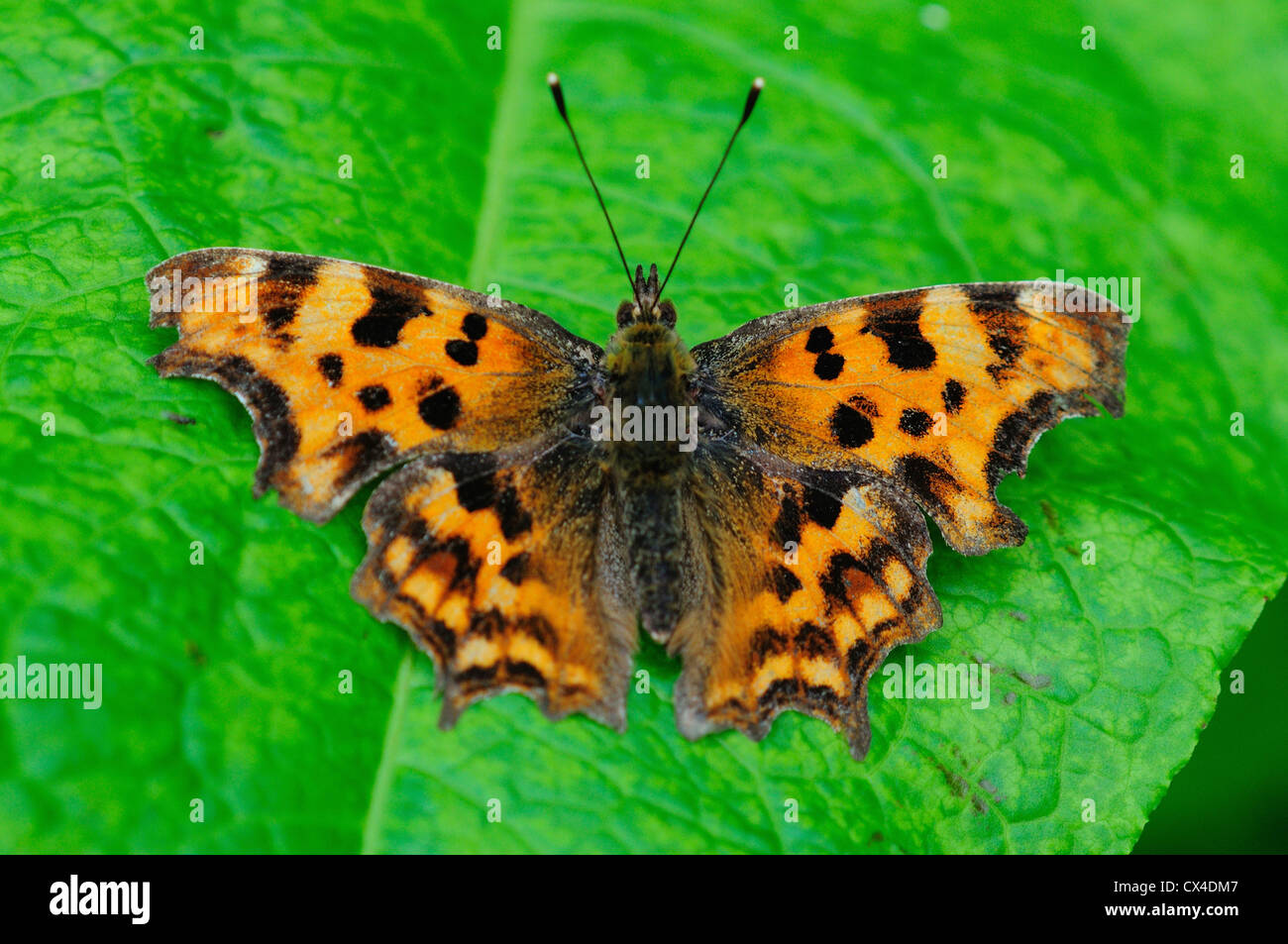 Comma at rest hi-res stock photography and images - Alamy