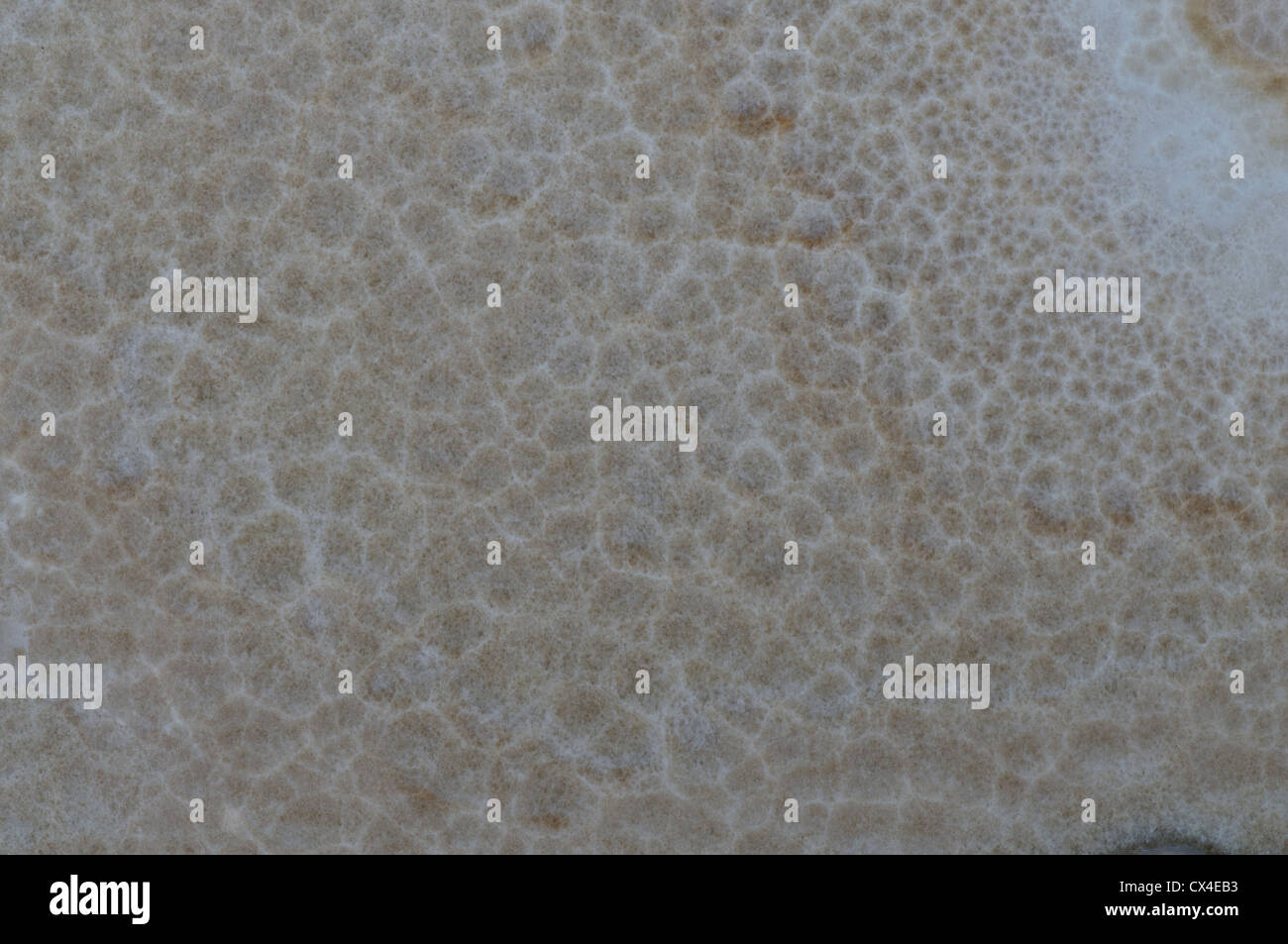 Cross section of stone Stock Photo - Alamy