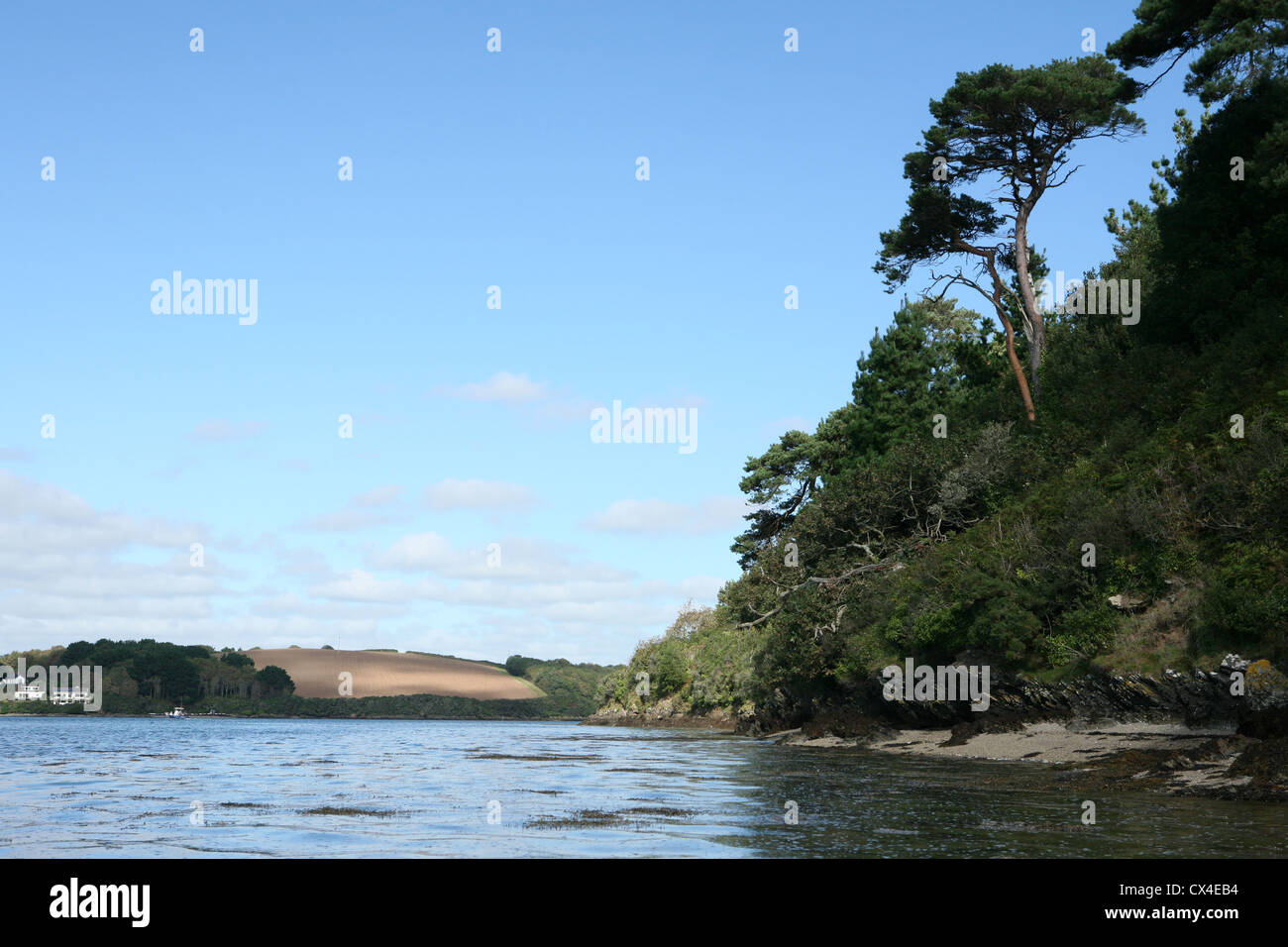Scenery from the Percuil river, near St Mawes Cornwall Stock Photo - Alamy