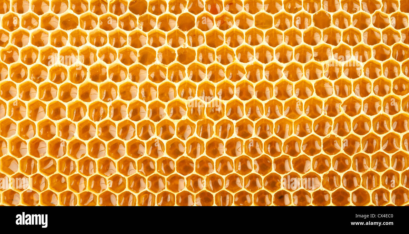 honeycomb full of honey closeup Stock Photo - Alamy