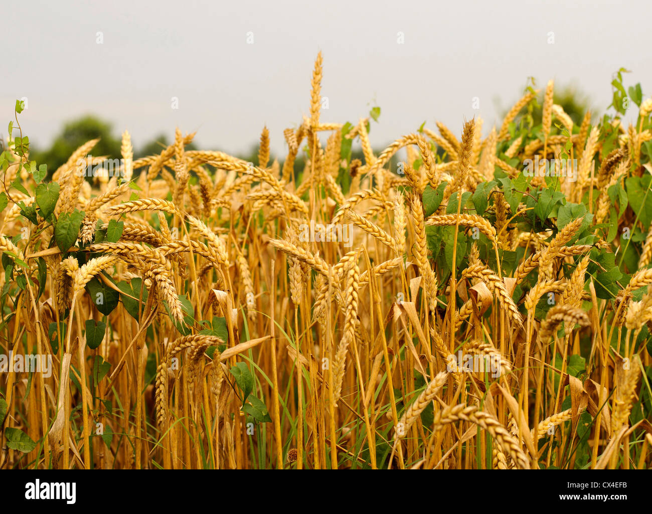 Tall Crops High Resolution Stock Photography and Images - Alamy