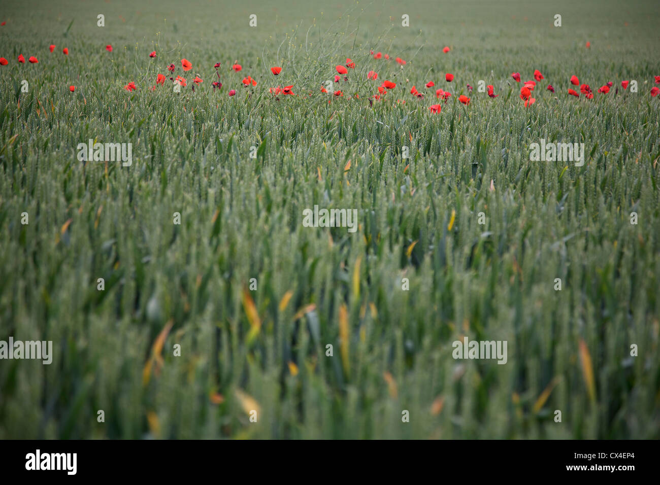 British field poppies, Llanellen, near Abergavenny, Monmouthshire ...