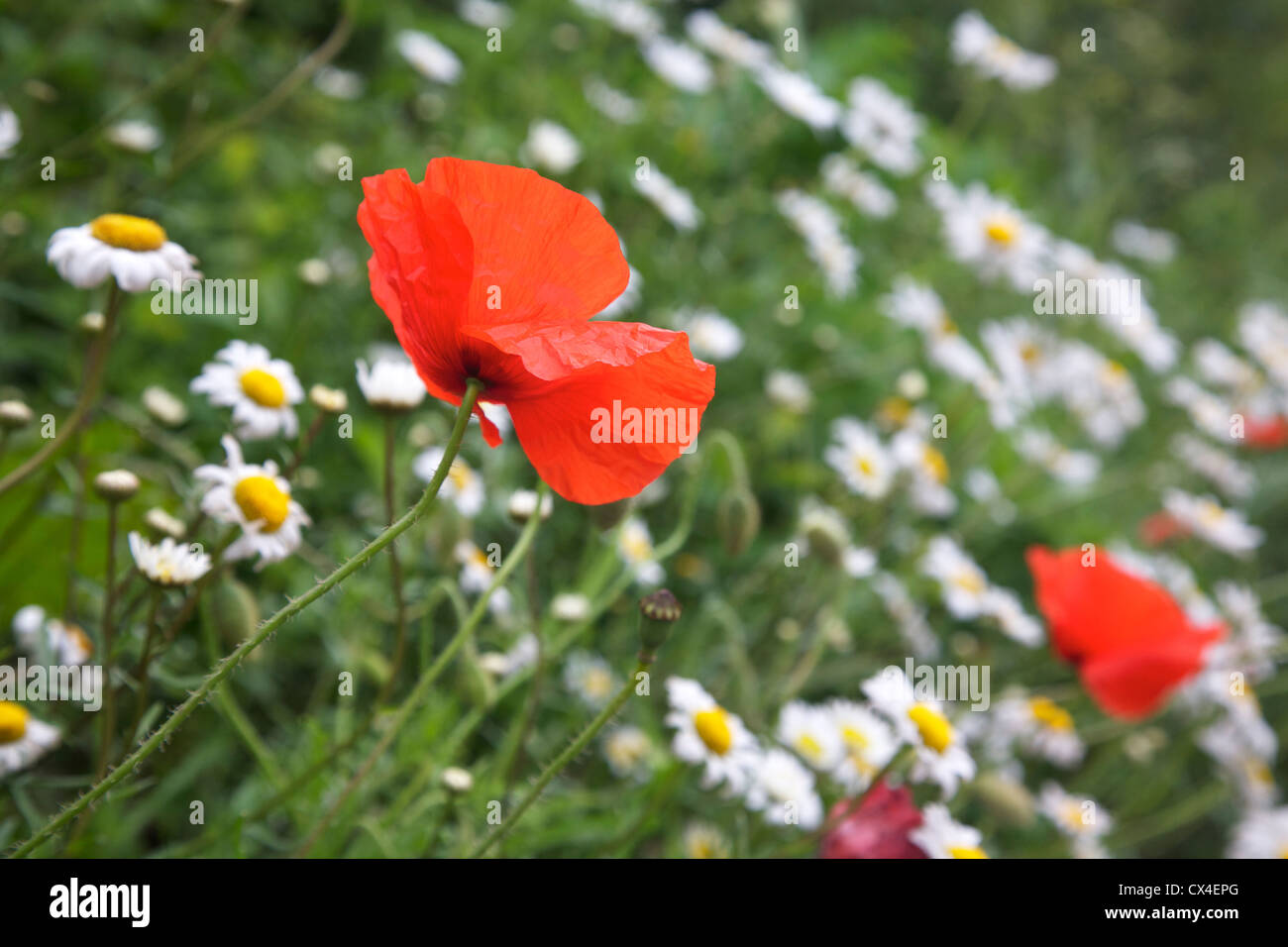 British field poppies, Llanellen, near Abergavenny, Monmouthshire ...
