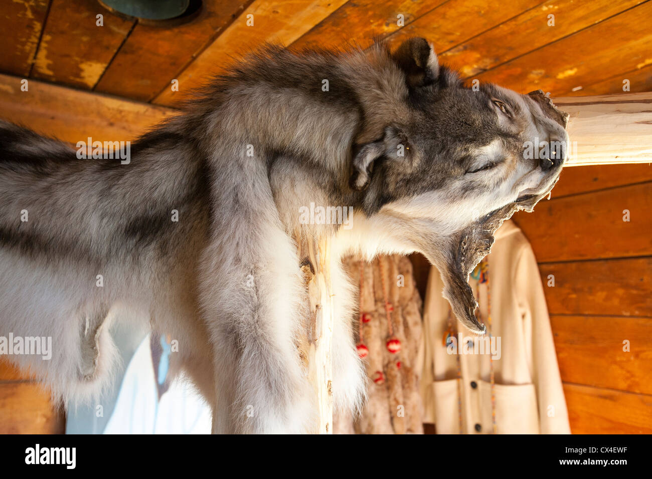 An old preserved wooden First Nation cabin building in the museum in ...