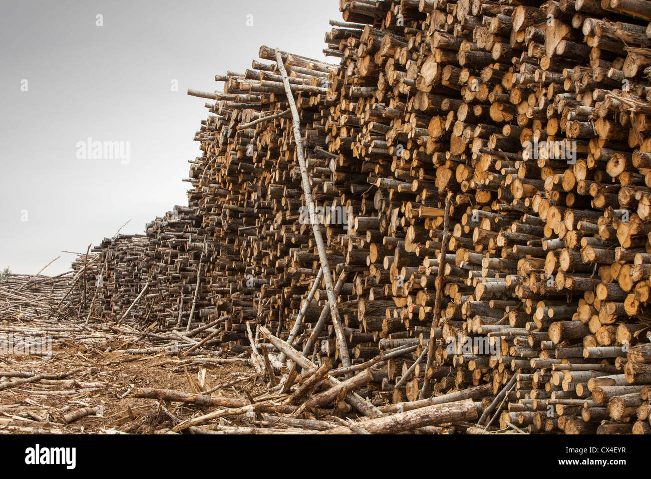 Boreal forest trees clear felled to make way for a new tar sands mine ...
