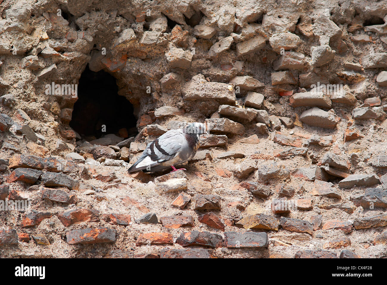 Dove on Roman ruins of atichnye in Rome, Italy Stock Photo - Alamy