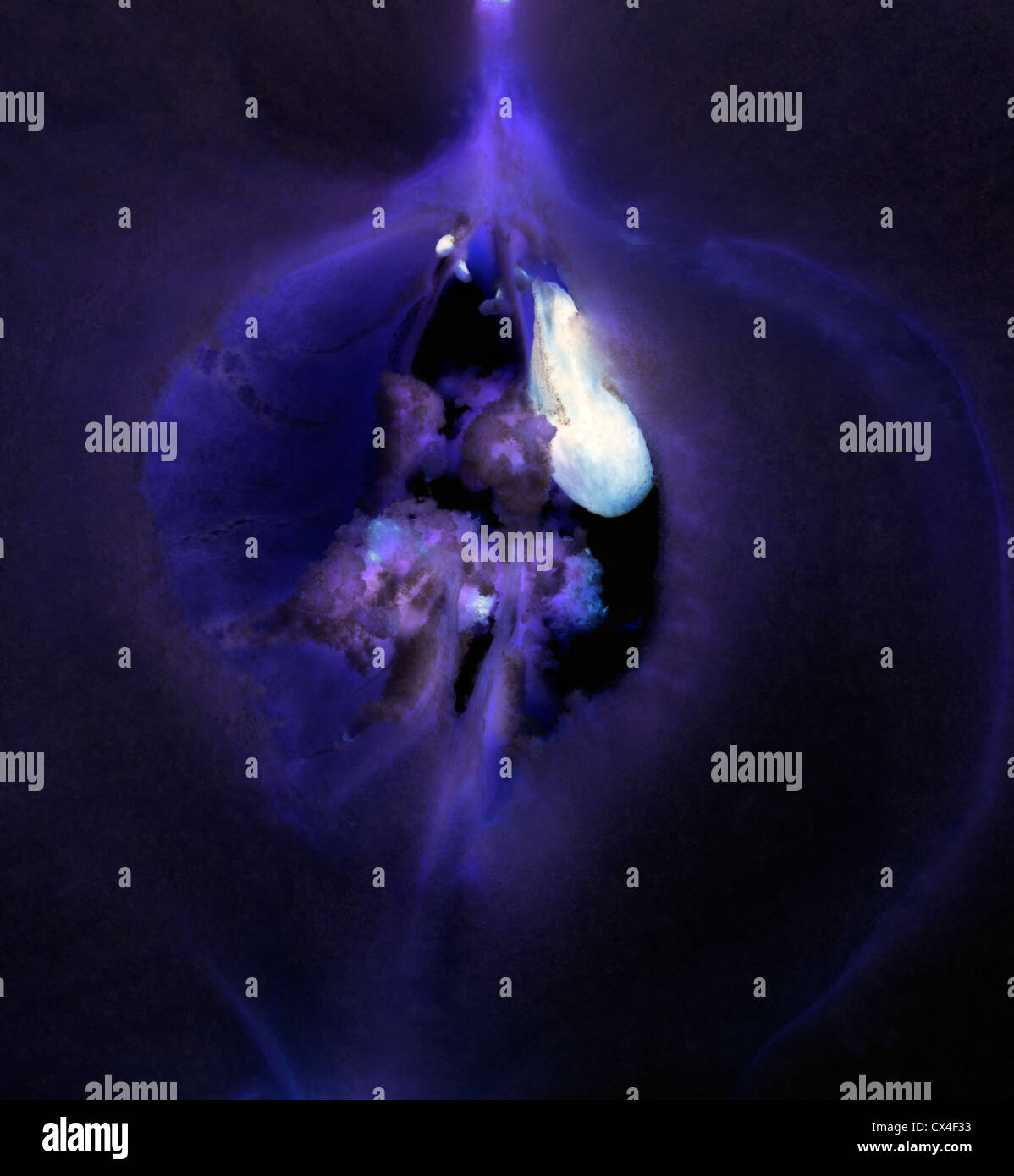 inverted full frame abstract detail showing the slice of an apple Stock ...