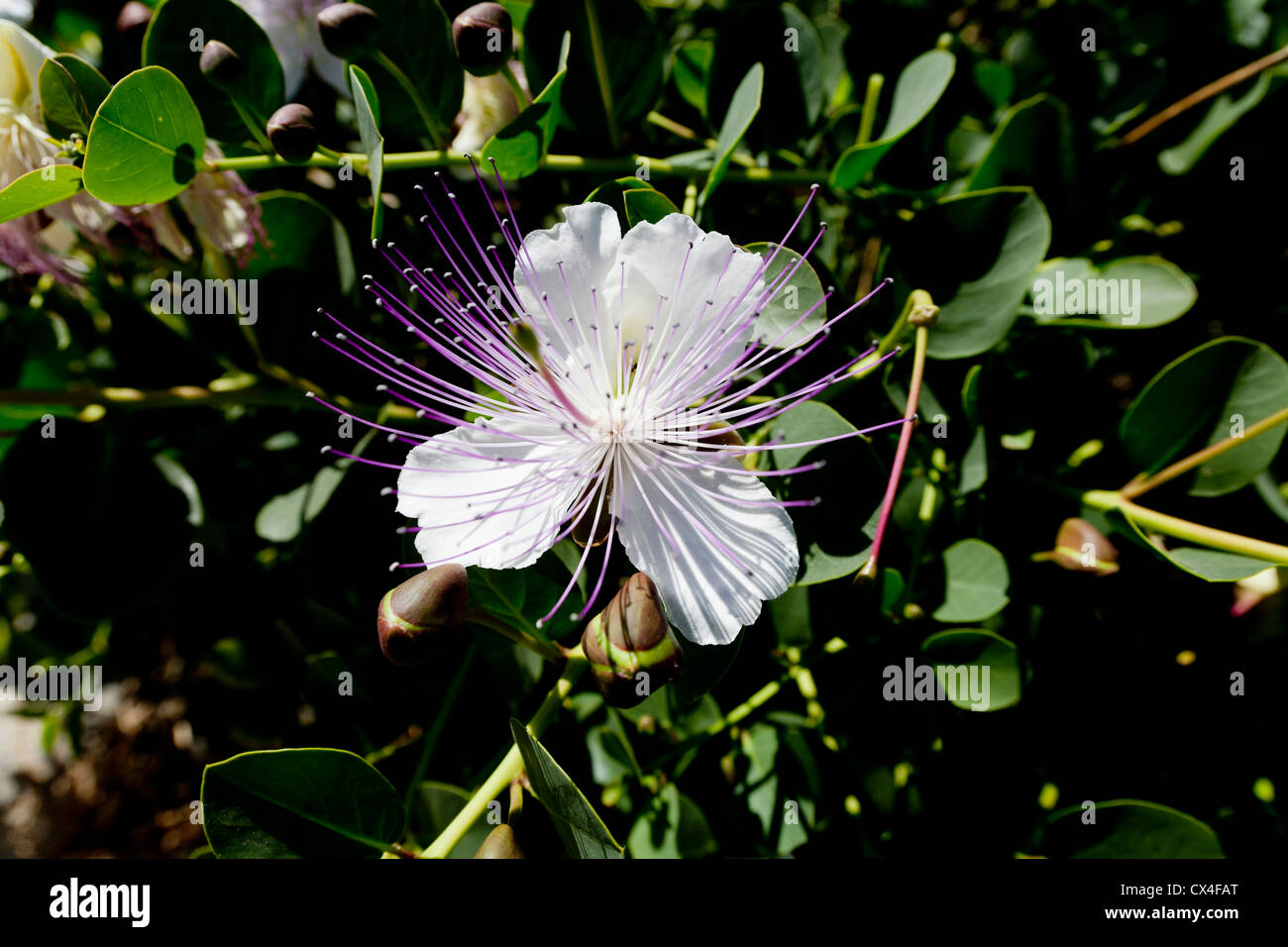 Flower and buds of the Caper Bush growing on the Island of Malta ...
