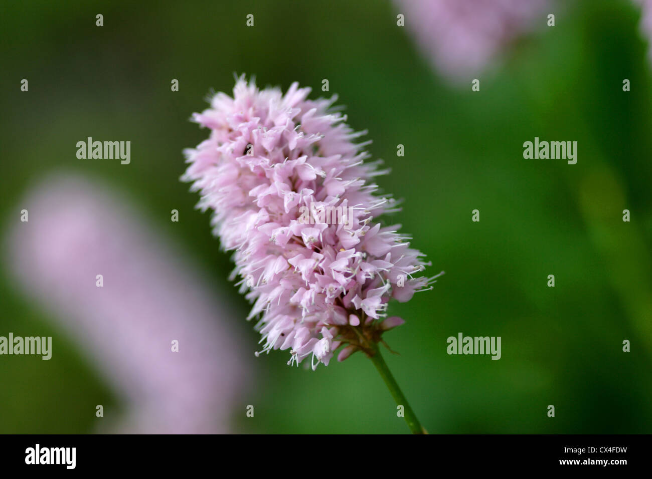 Bistort (Polygonum bistorta) in flower, England, UK Stock Photo - Alamy