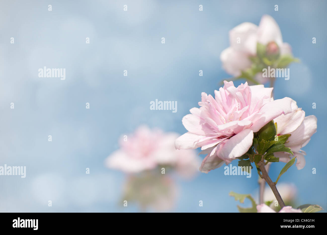 Althea hi-res stock photography and images - Alamy