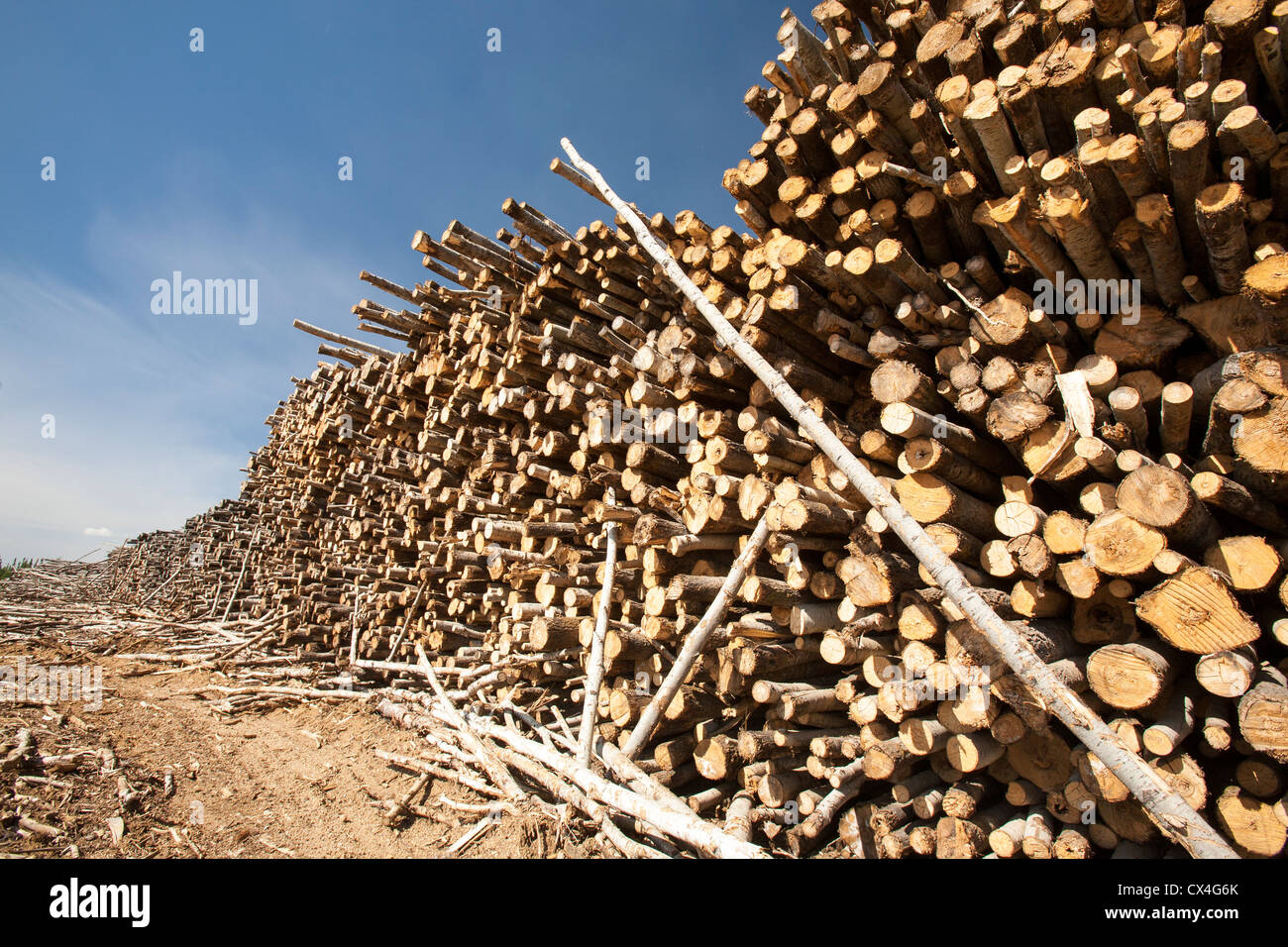 Boreal forest trees clear felled to make way for a new tar sands mine ...
