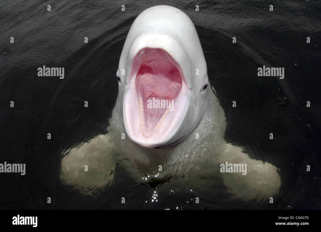 Portrait of Beluga with an open mouth. Beluga whale (Delphinapterus ...