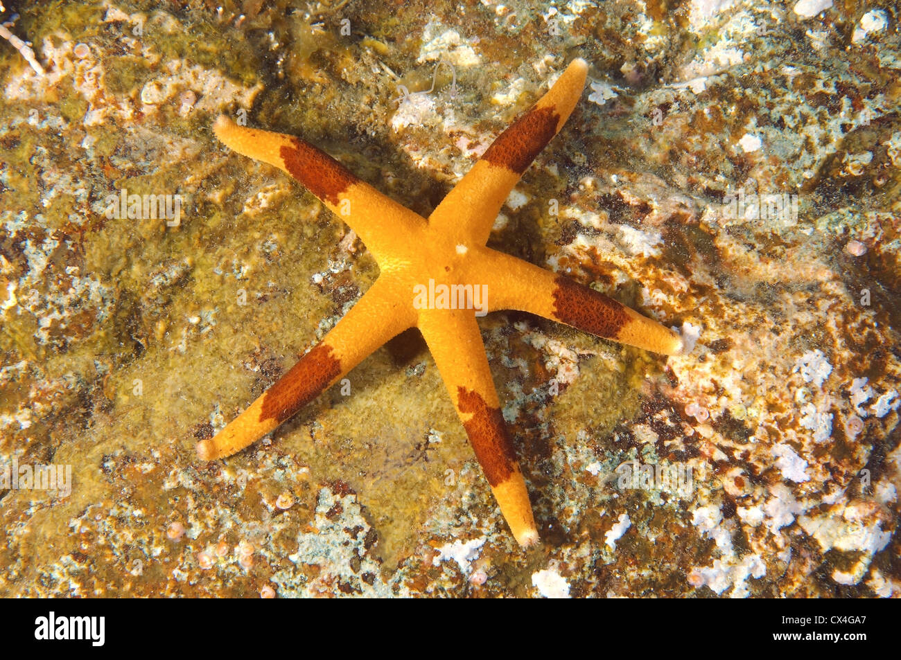 Starfish henricia hayashi hi-res stock photography and images - Alamy