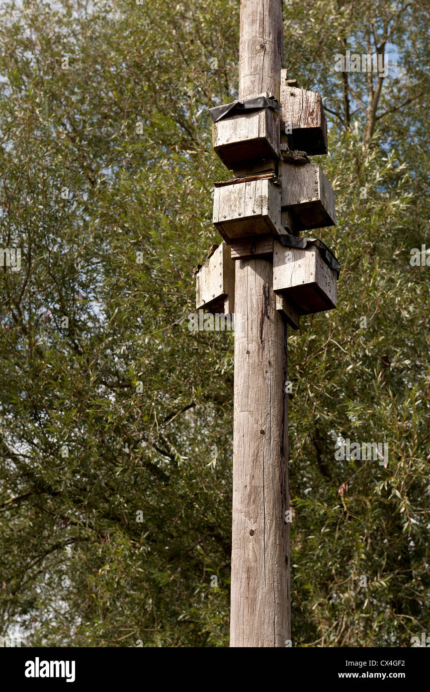 nest box for British bats a protected species in a good flight path and ...