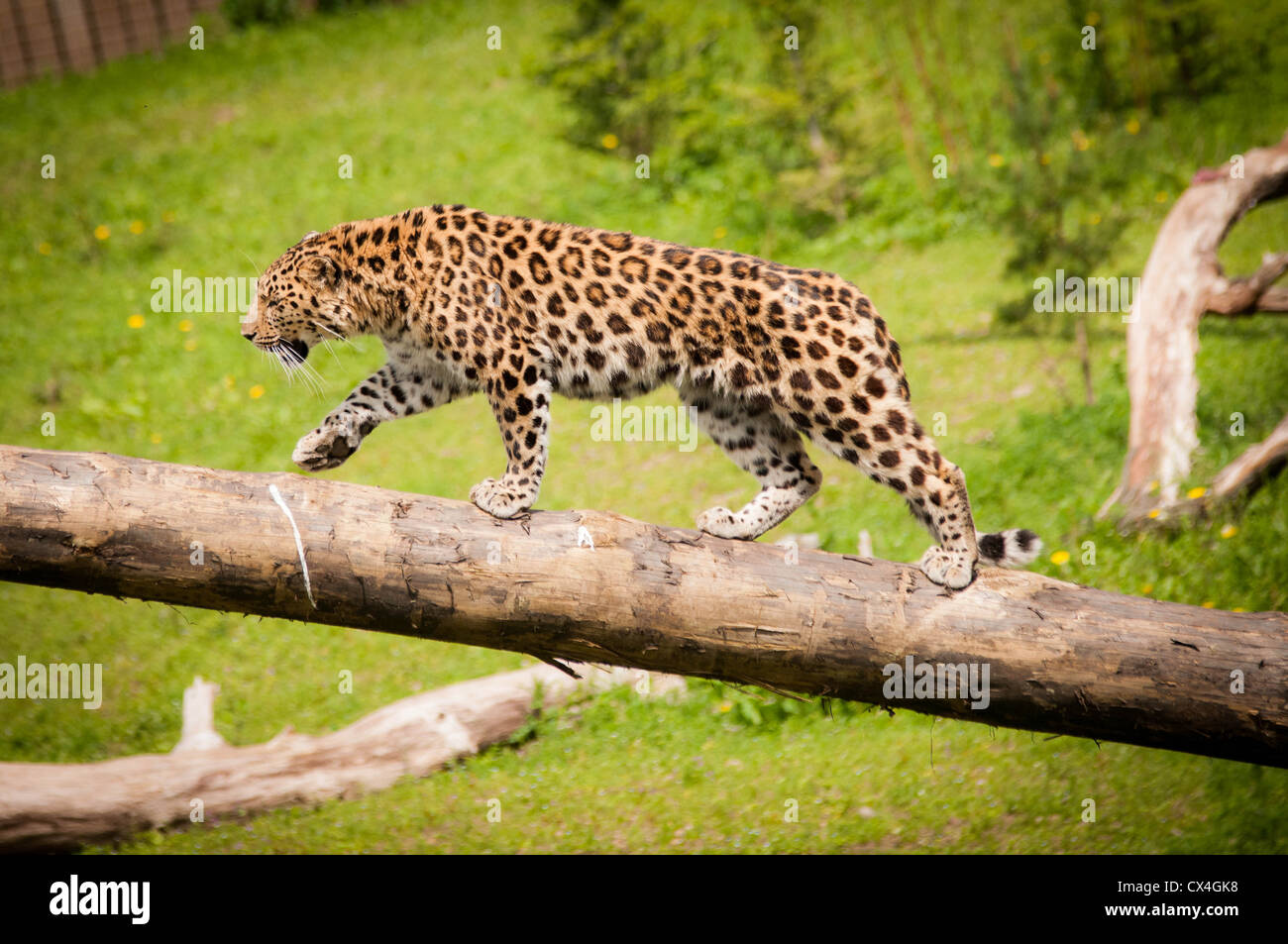 A photo of an amur leopard walking along a tree trunk with a green ...
