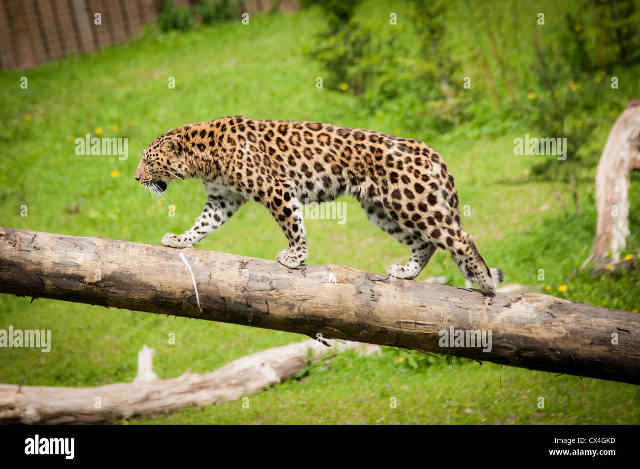 Amur Leopard Wildlife Tree