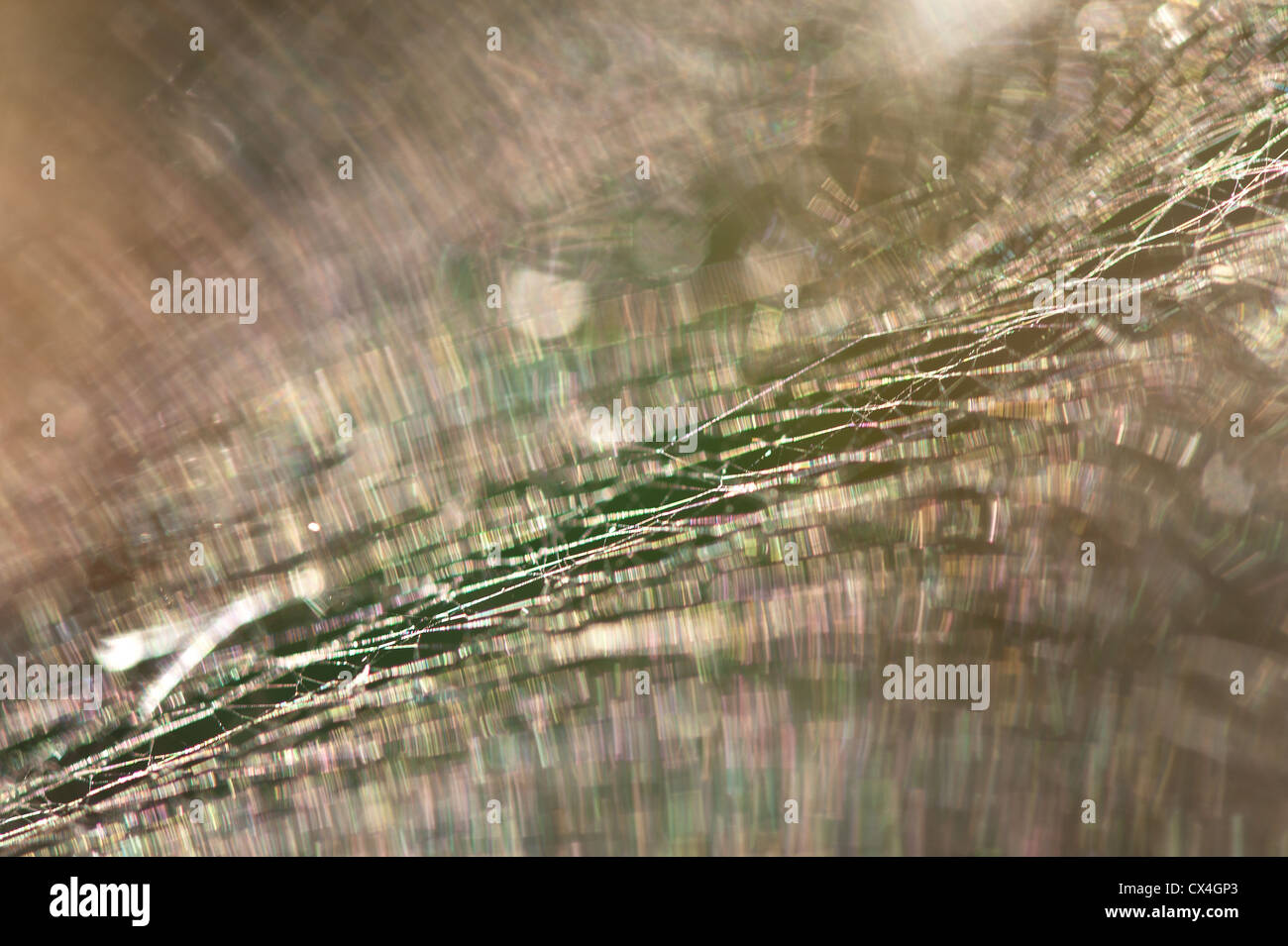 Close up details of a spider web thread threads in early morning ...