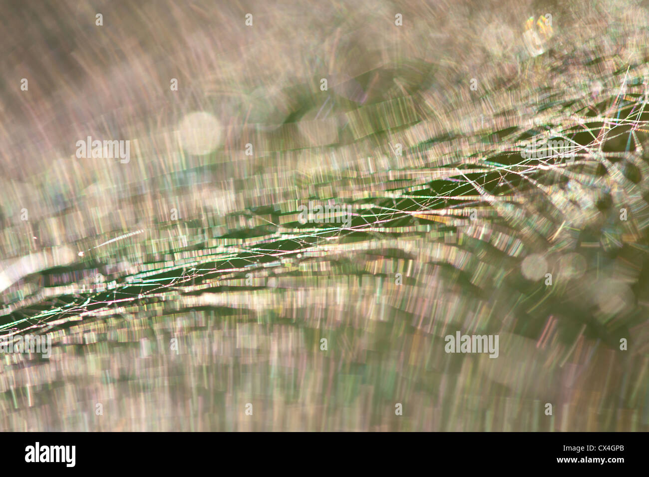 Close up details of a spider web thread threads in early morning ...