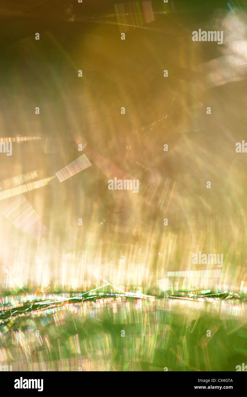 Spider net thread dew threads hi-res stock photography and images - Alamy