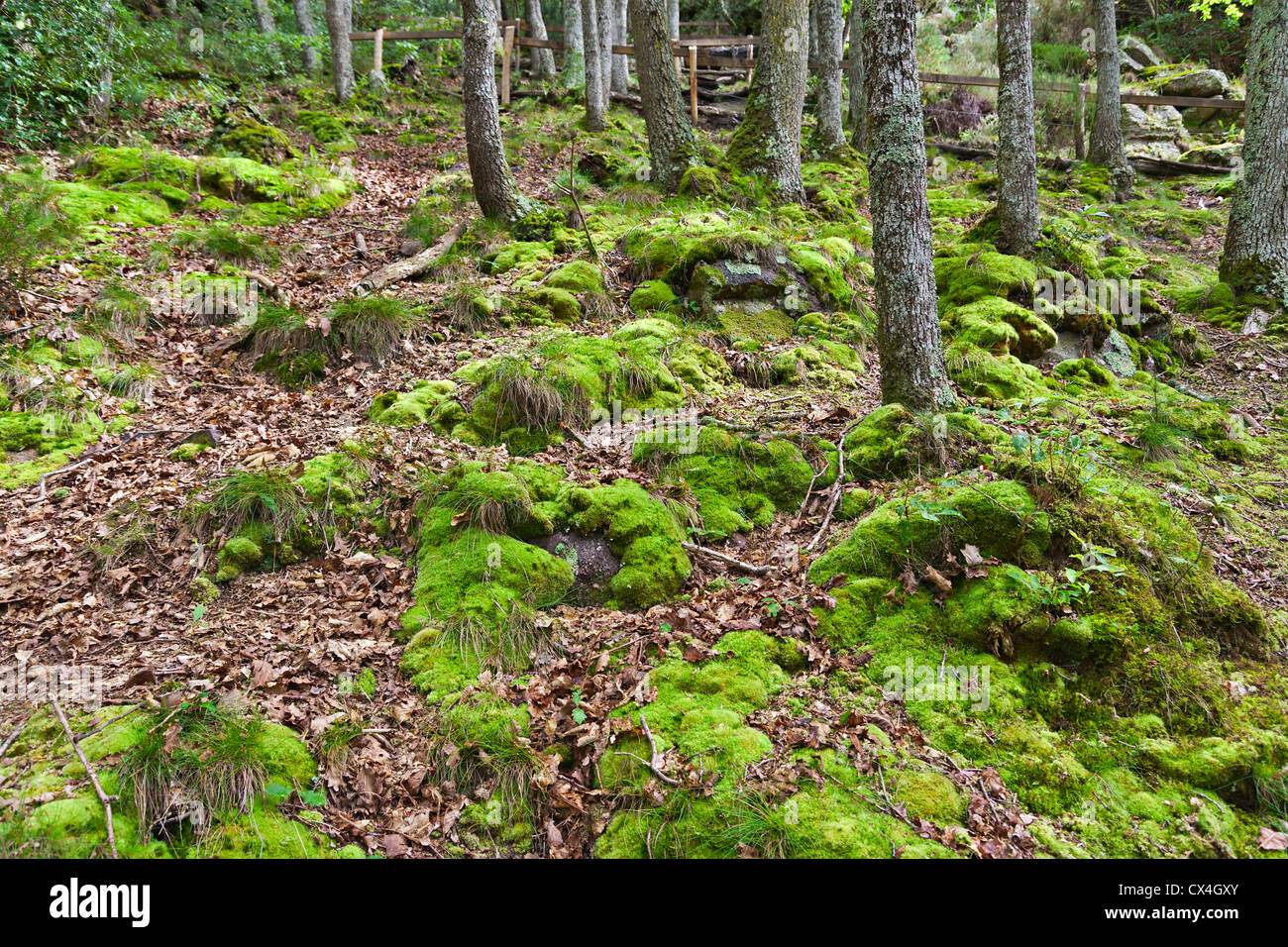 France normandy forest hi-res stock photography and images - Alamy