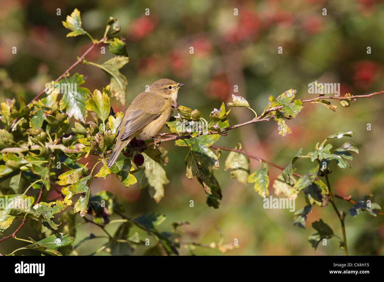 Juvenile chiffchaff hi-res stock photography and images - Alamy