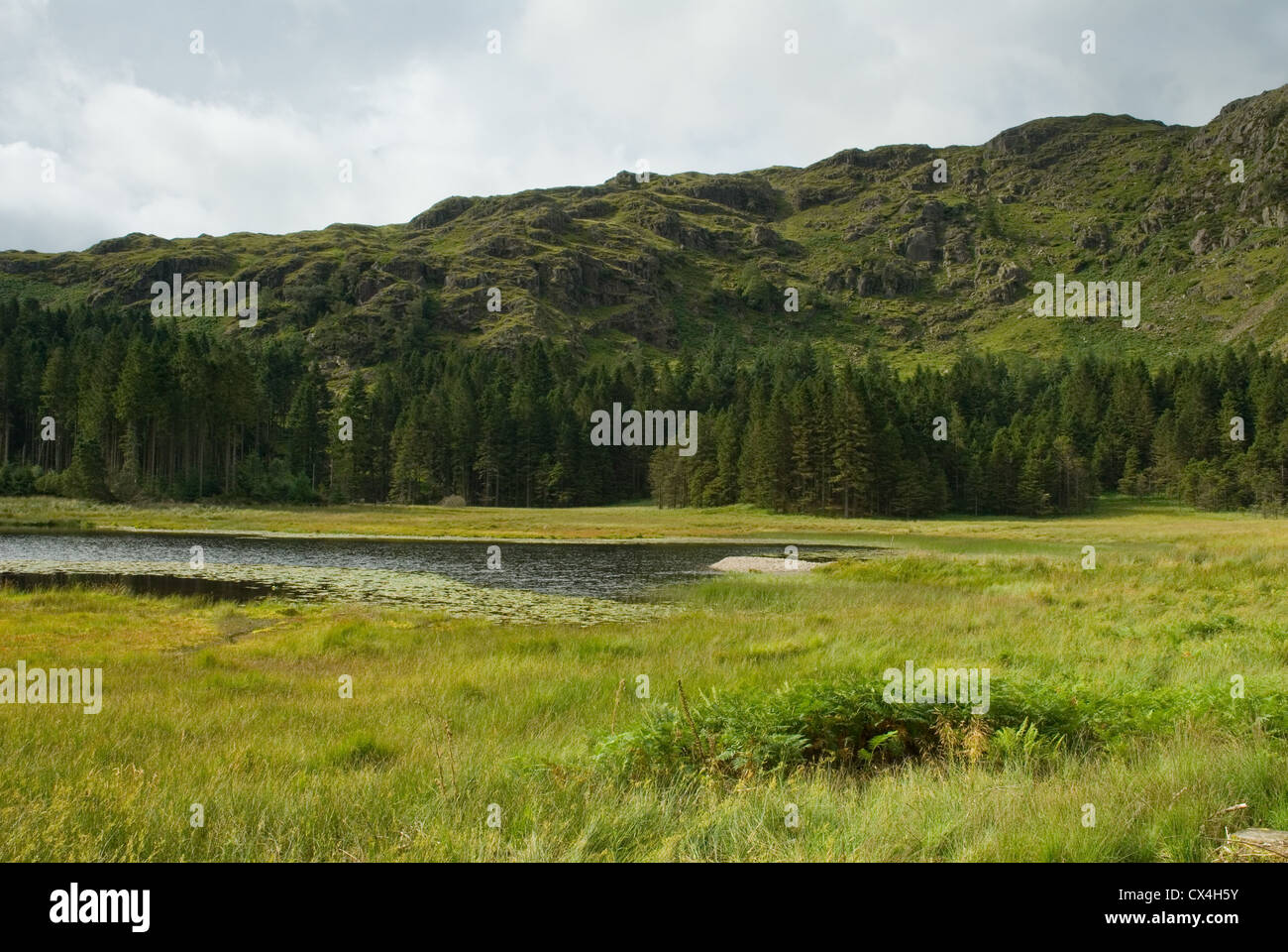 Harrop Tarn near to Thirlmere in the Lake District, England, UK Stock ...