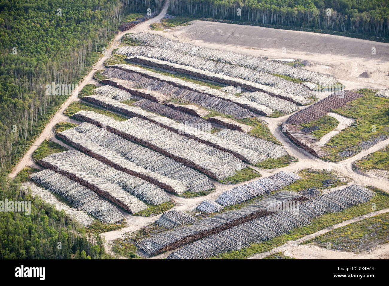 Boreal forest trees clear felled to make way for a new tar sands mine ...