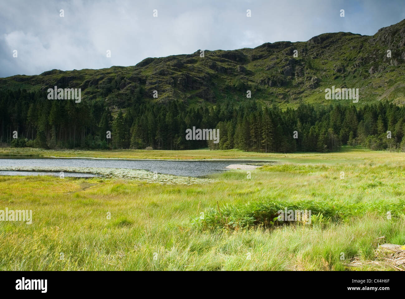 Harrop Tarn near to Thirlmere in the Lake District, England, UK Stock ...