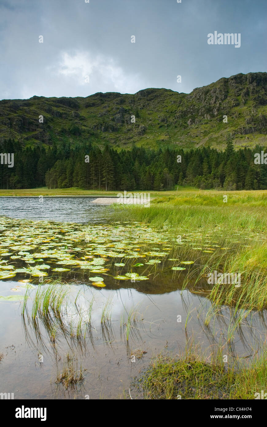 Harrop Tarn near to Thirlmere in the Lake District, England, UK Stock ...