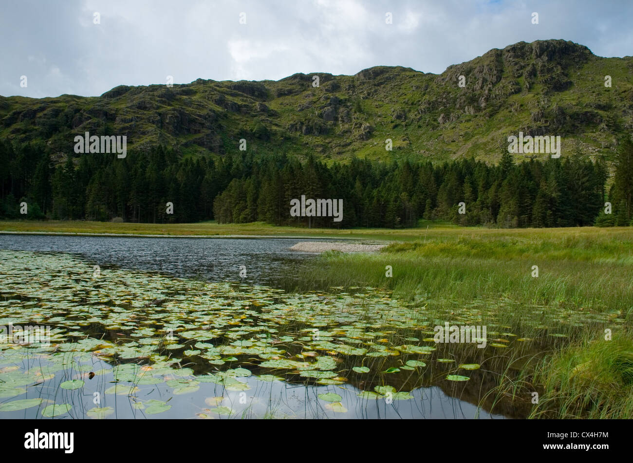 Harrop Tarn near to Thirlmere in the Lake District, England, UK Stock ...