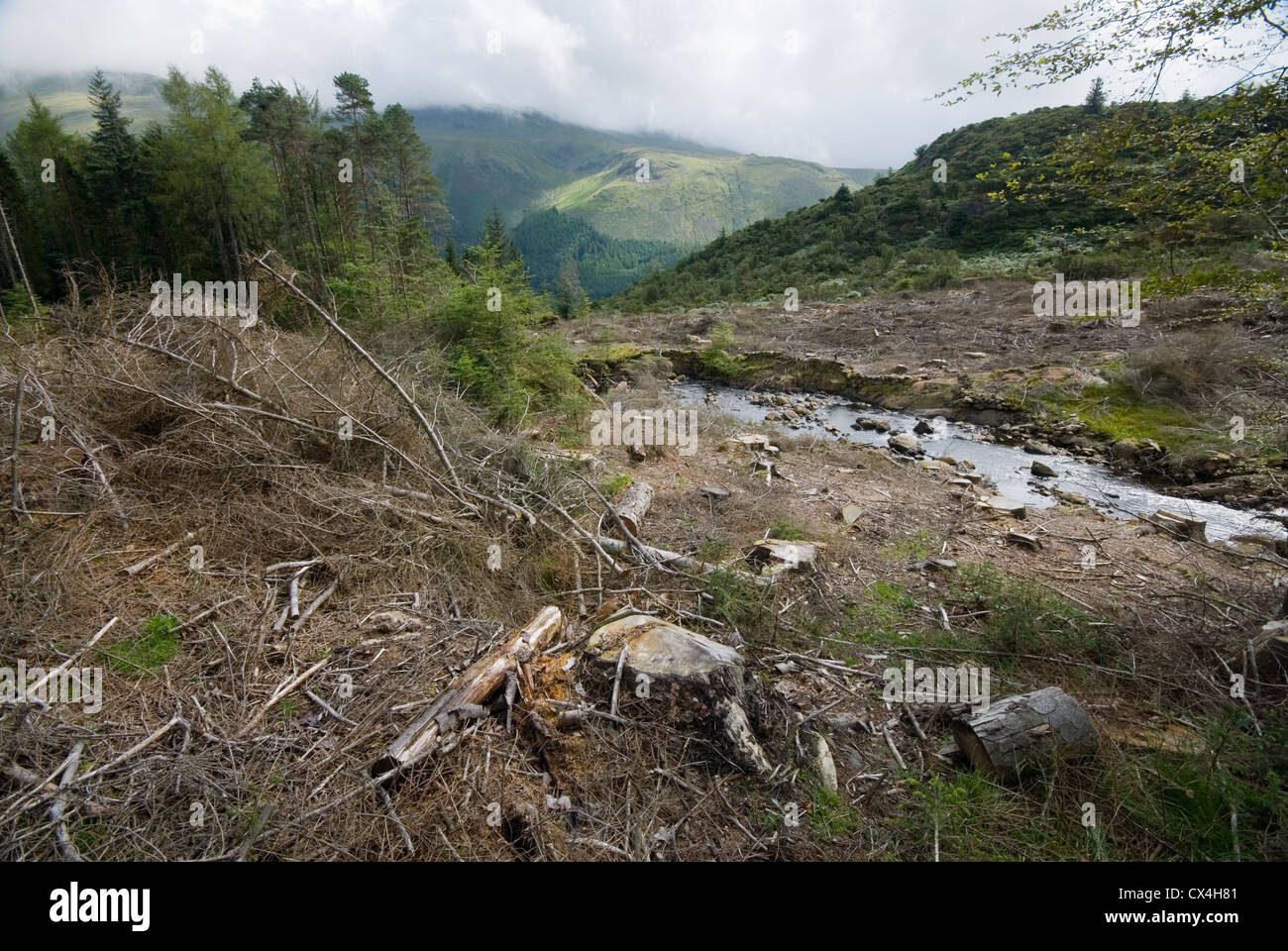 Forestry deforestation hi-res stock photography and images - Alamy